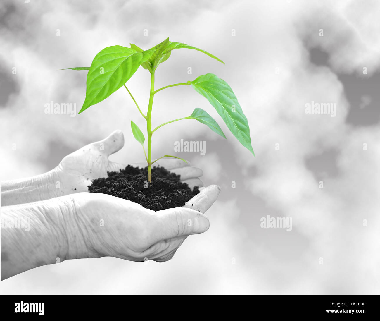 Small plant is growing out of the soil hi-res stock photography and ...