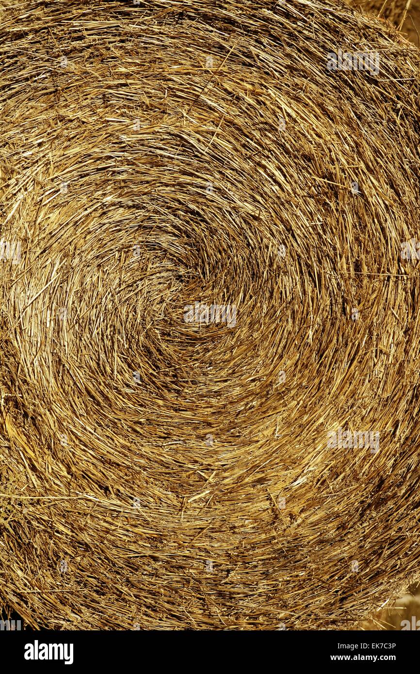 Yellow straw round bale, macro texture background Stock Photo - Alamy