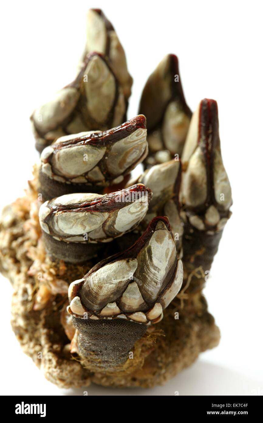 Barnacle isolated over white studio background Stock Photo - Alamy