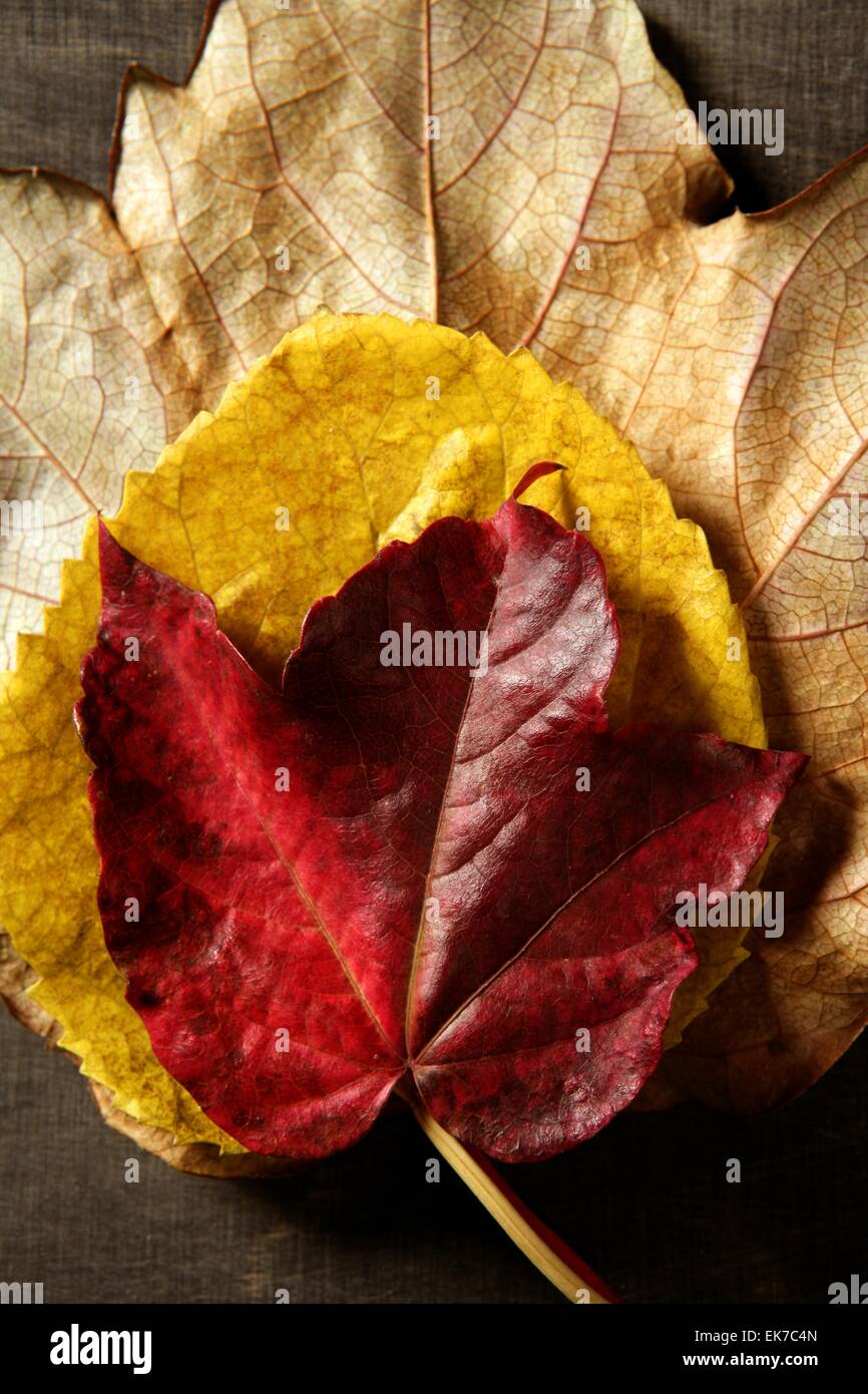 Still of autumn leaves, dark wood background, fall image Stock Photo ...