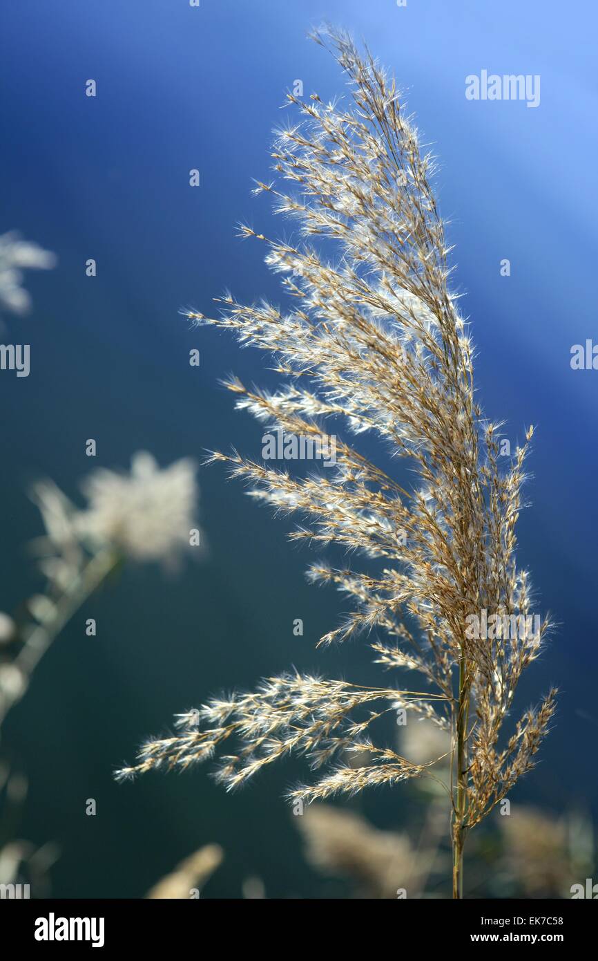 cane flowers on the river, blue sky Stock Photo - Alamy
