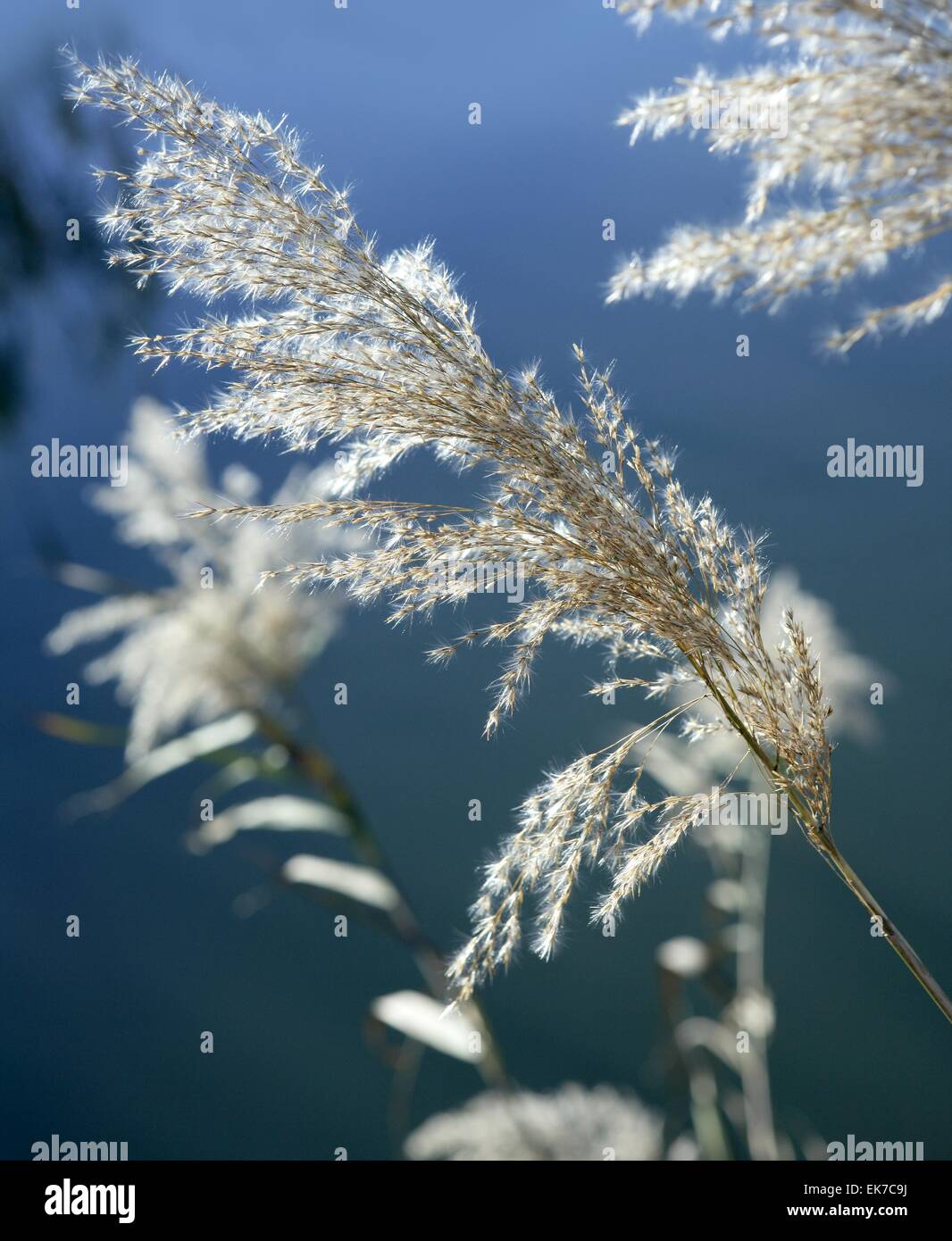 cane flowers on the river, blue sky Stock Photo - Alamy