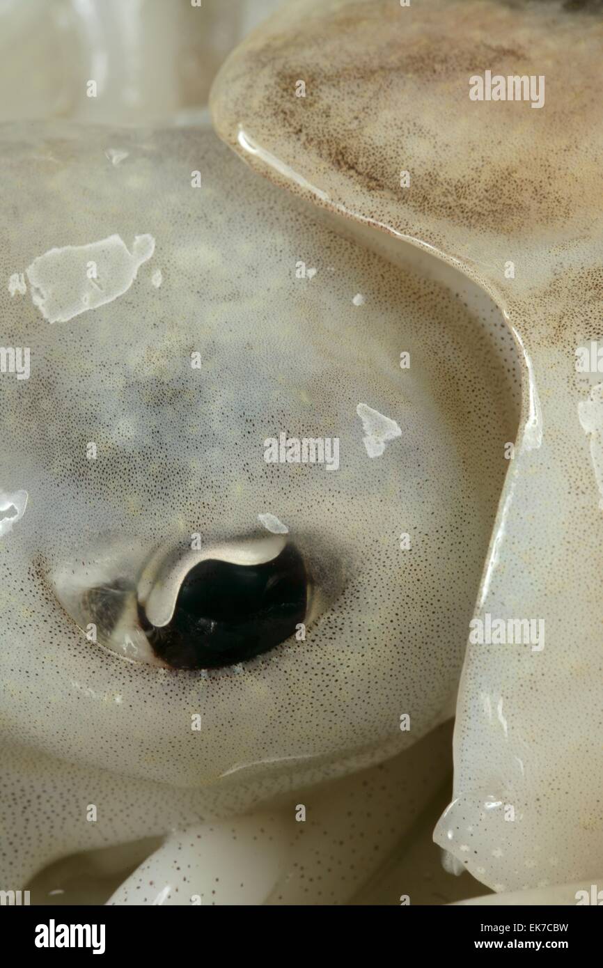 Cuttlefish uncooked, Squid Mediterranean seafood Stock Photo - Alamy