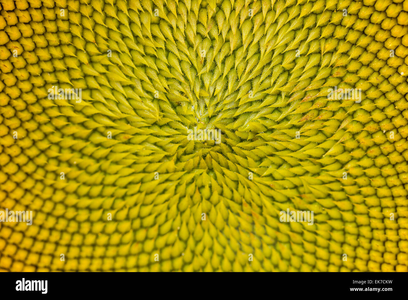 Close up sunflower Stock Photo - Alamy