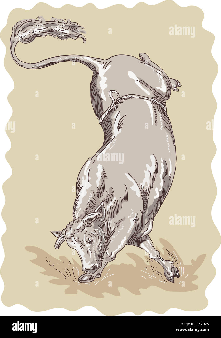 Bucking bull hi-res stock photography and images - Alamy
