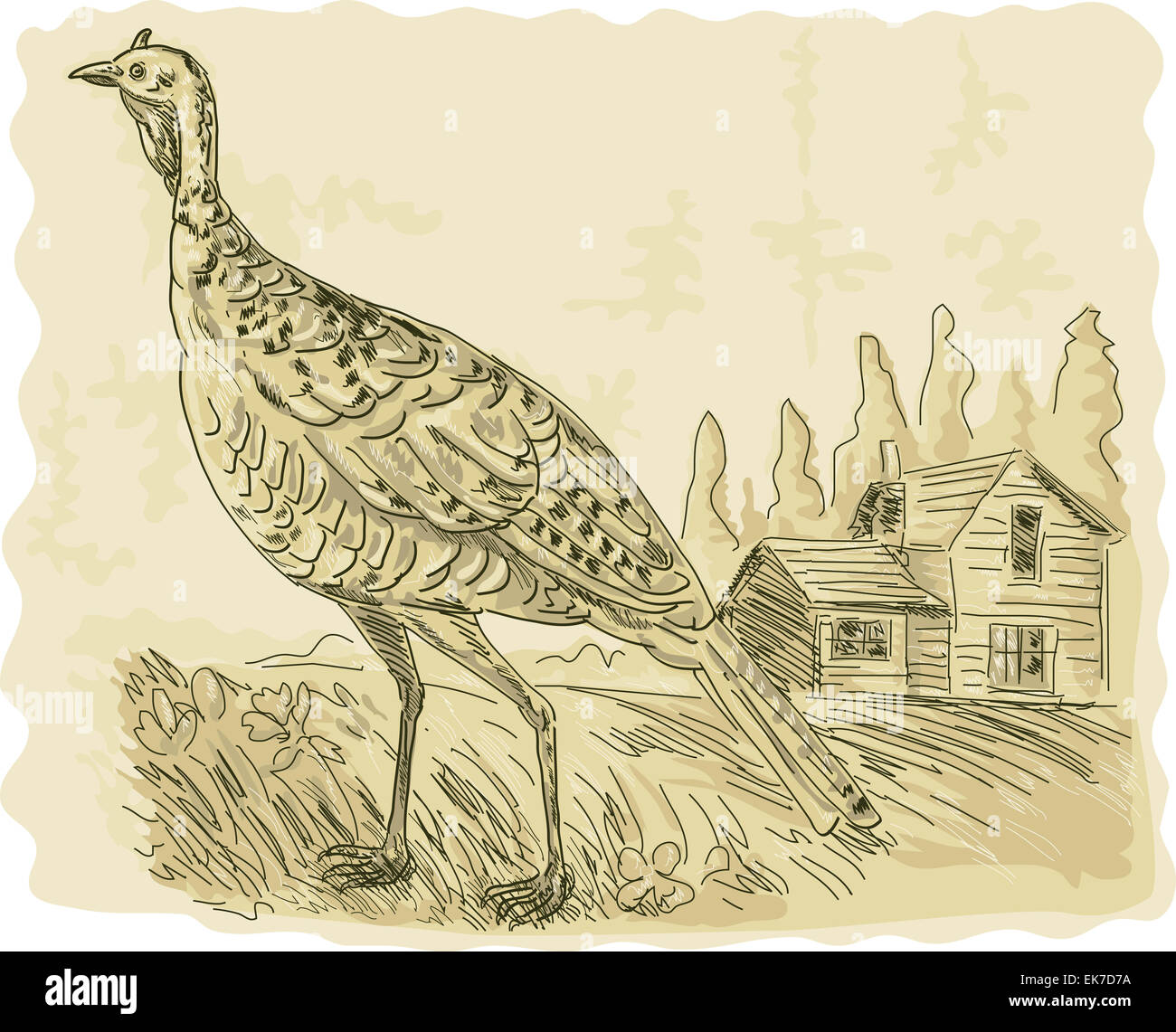Wild turkey with house in the background Stock Photo - Alamy