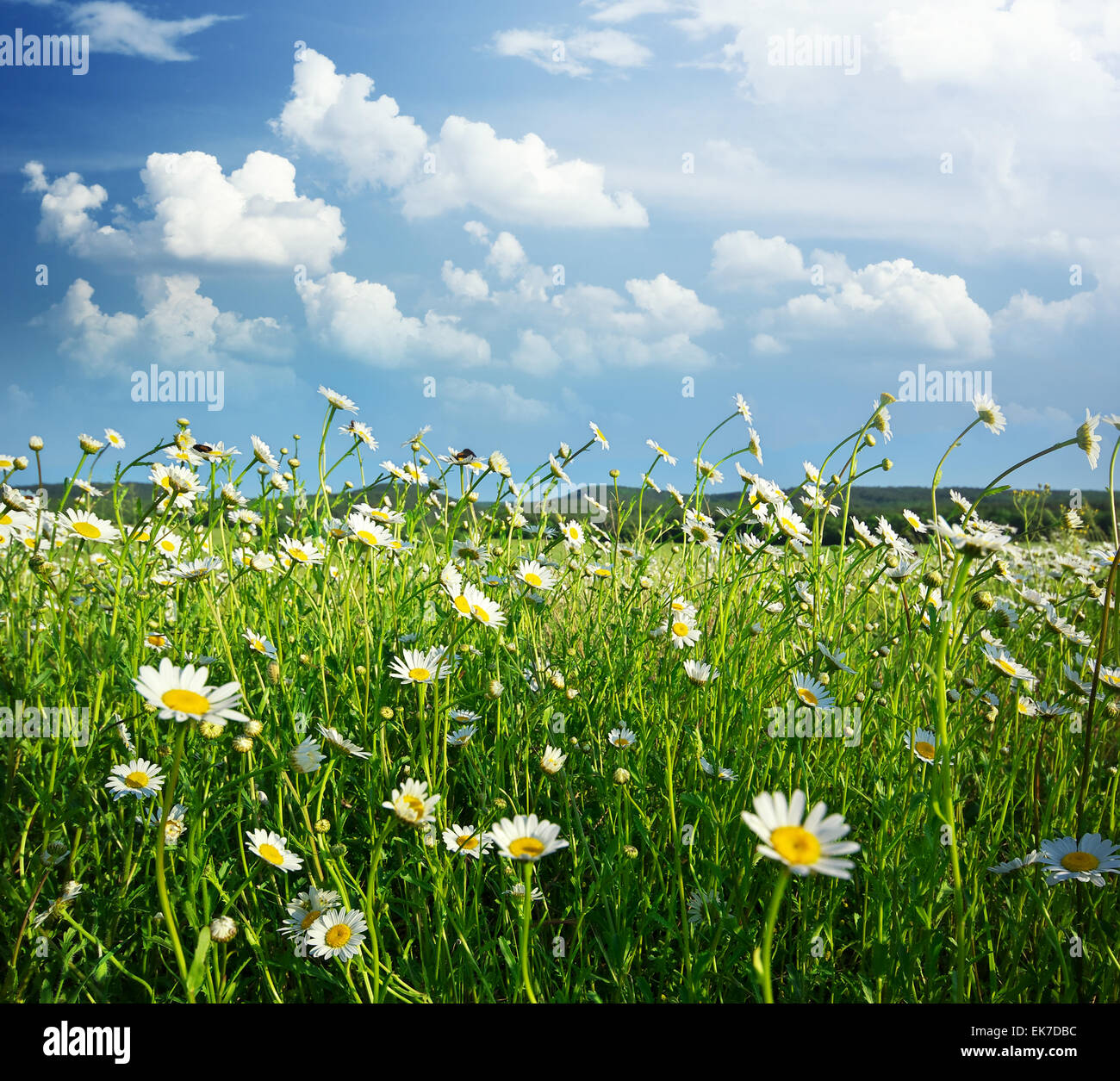 Grass and daisy meadow hi-res stock photography and images - Alamy