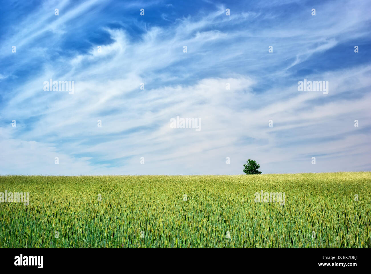 Beautiful field of grass hi-res stock photography and images - Alamy