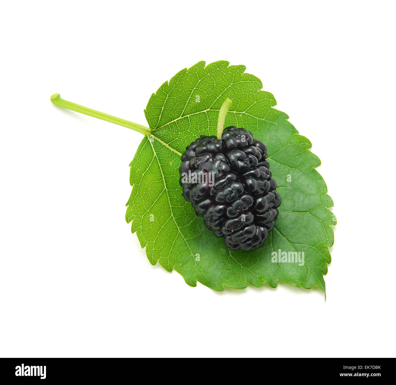 Mulberry isolated. Element of design Stock Photo - Alamy