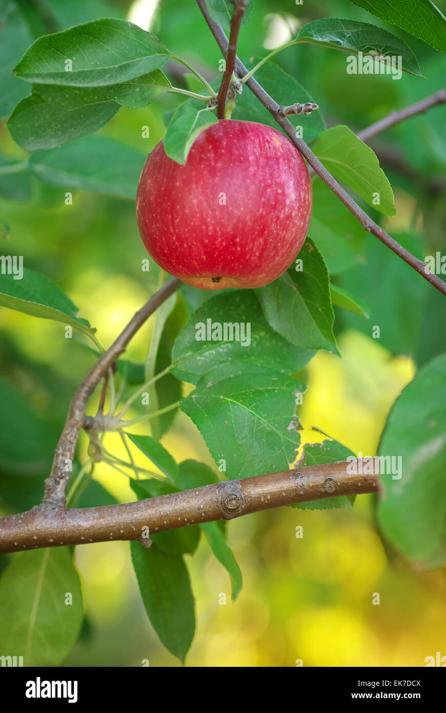 Single branch apple tree hi-res stock photography and images - Alamy