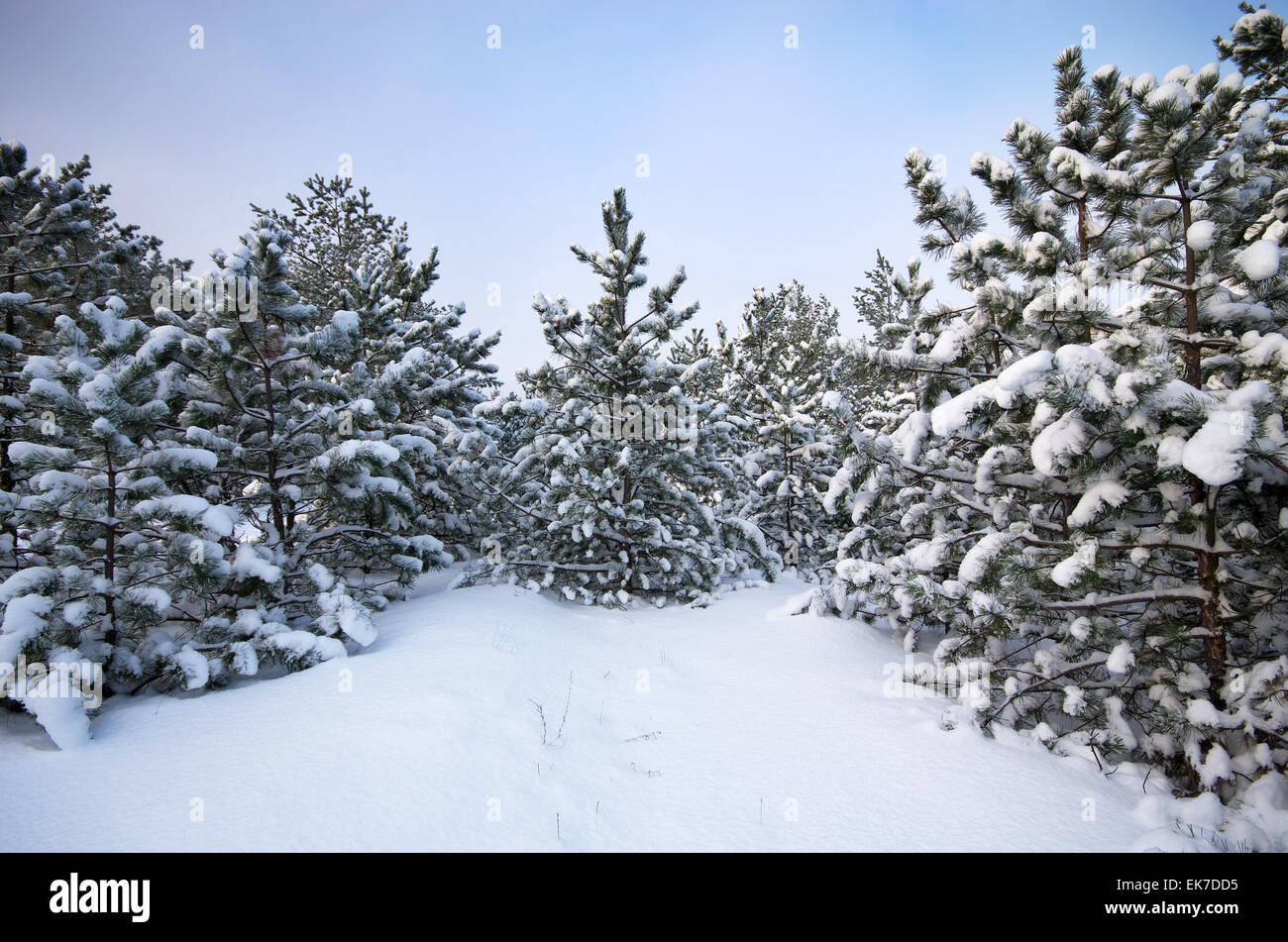 Winter landscape. Composition of nature Stock Photo - Alamy