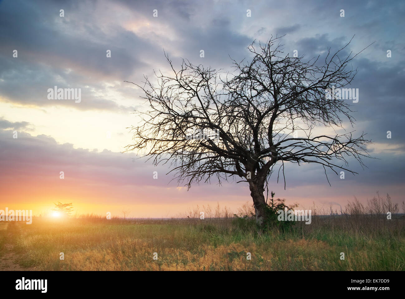 Lonely dead tree. Art nature Stock Photo - Alamy