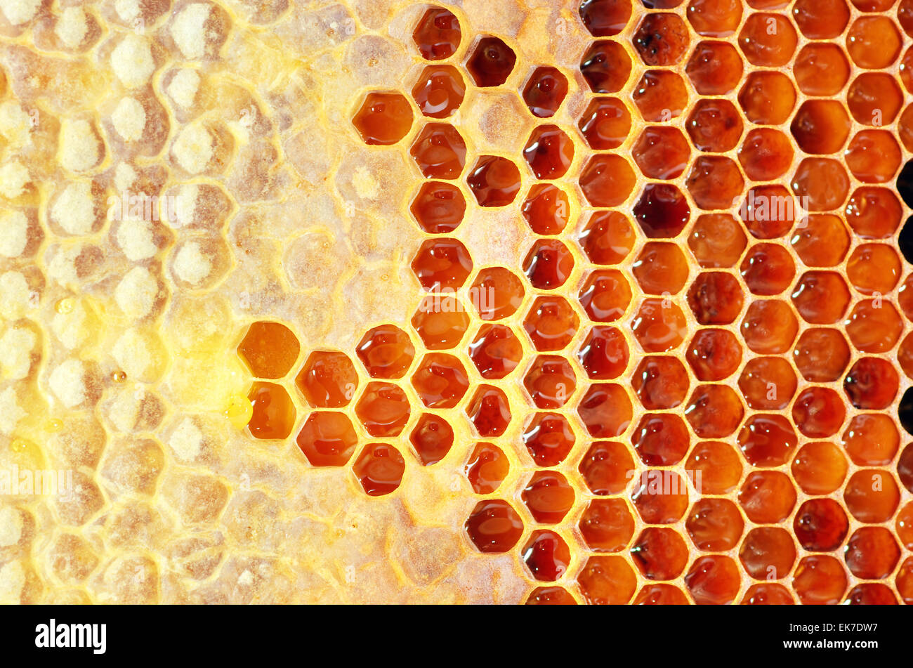 Hexagonal cell texture hi-res stock photography and images - Alamy