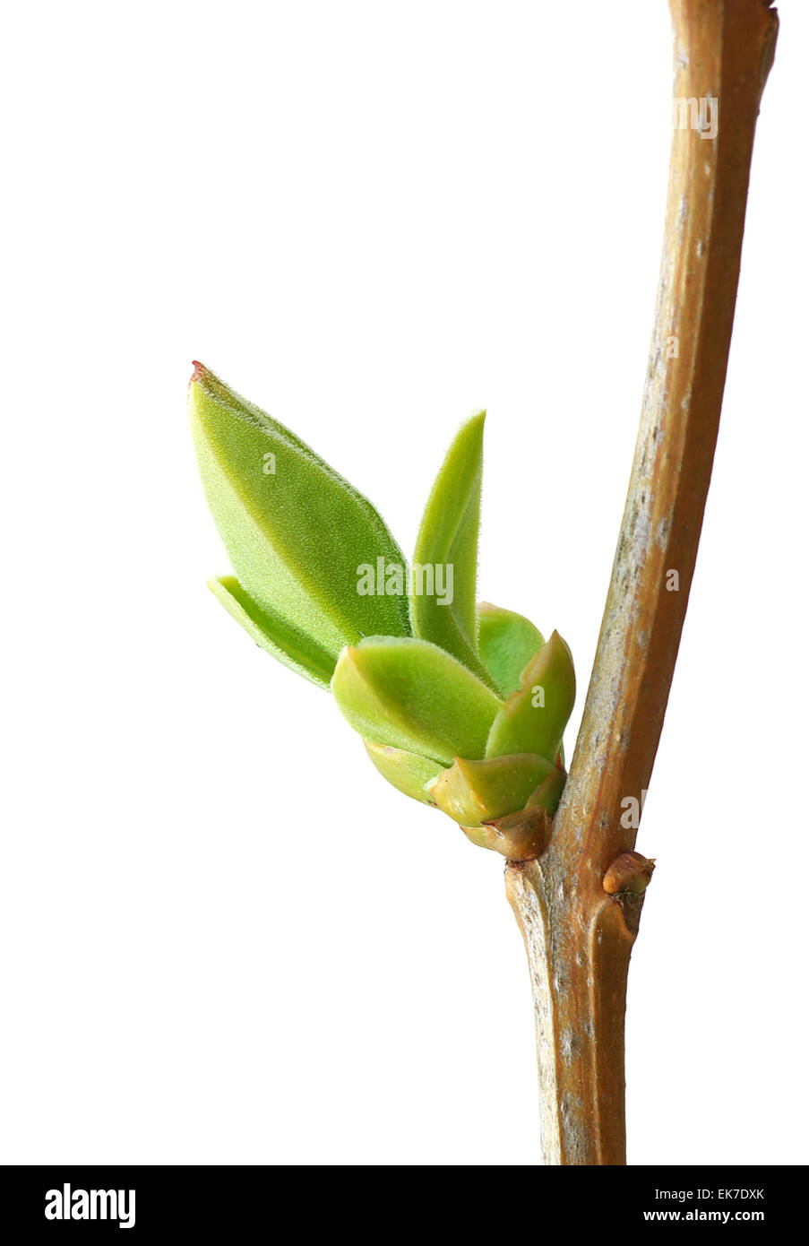 Abstract flower buds Cut Out Stock Images & Pictures - Alamy