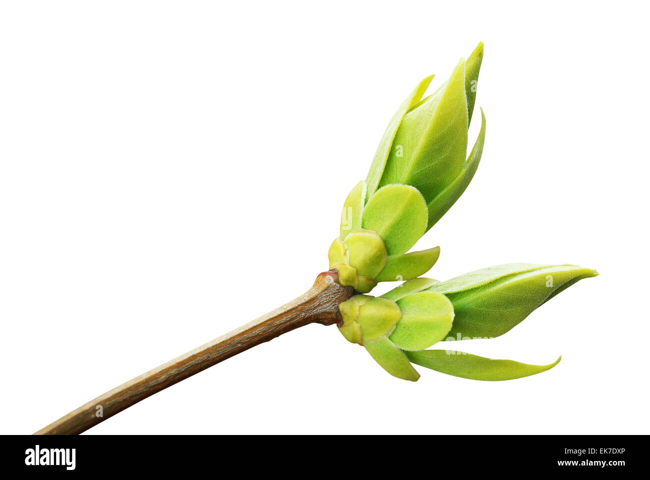 Abstract flower buds Cut Out Stock Images & Pictures - Alamy