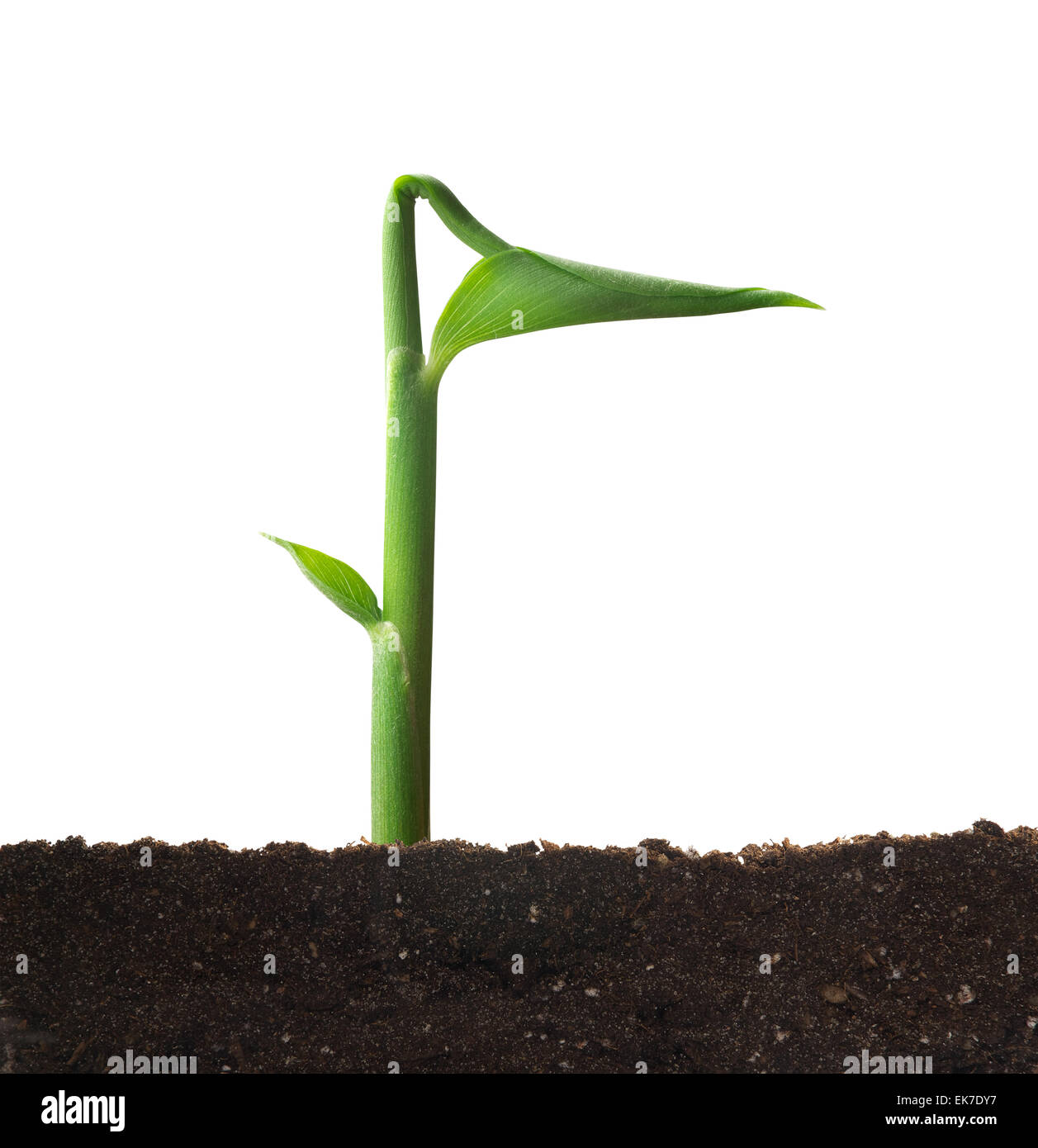 Isolated spring sprout. Conceptual nature design Stock Photo - Alamy