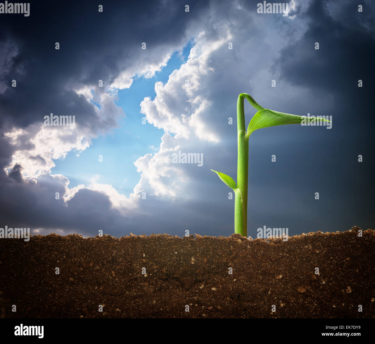 spring sprout. Conceptual nature design Stock Photo - Alamy