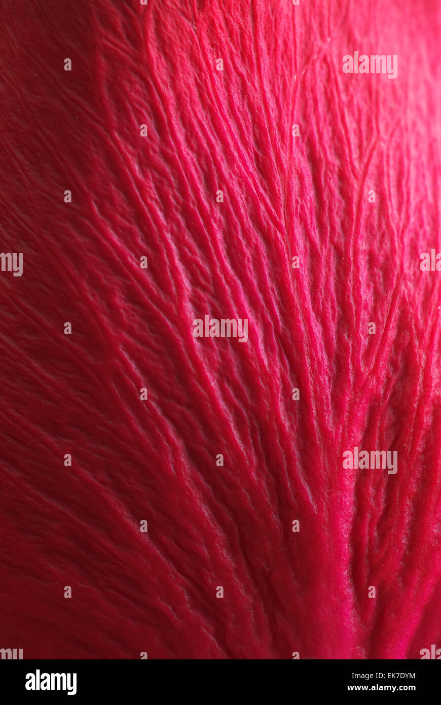 Rose leaf texture. Element of design Stock Photo - Alamy