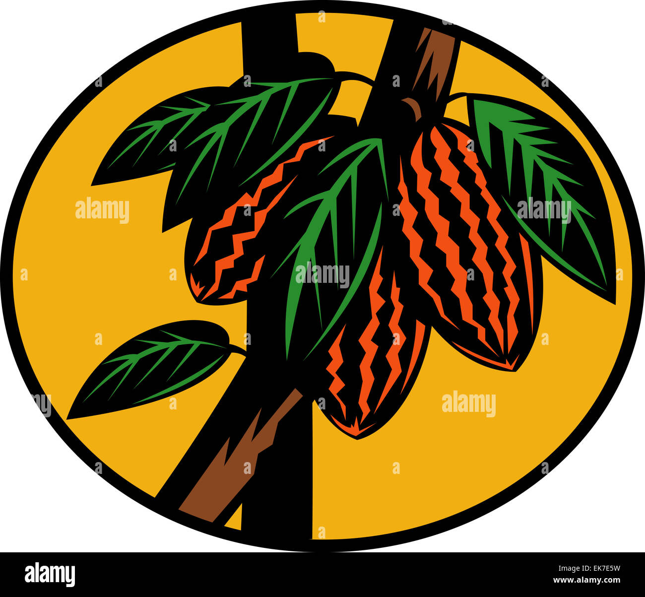 Cocoa tree illustration hi-res stock photography and images - Alamy