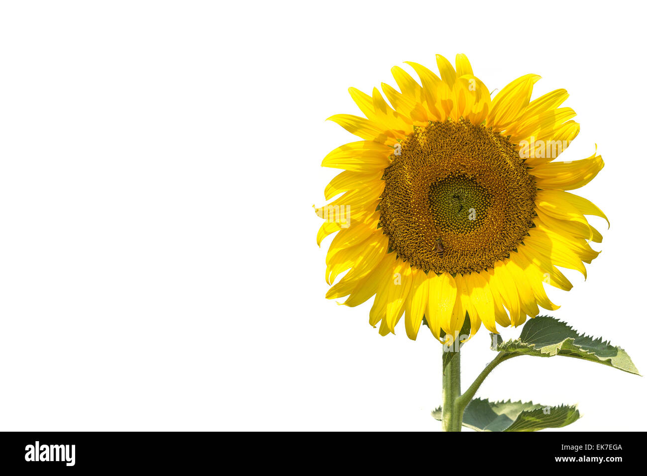 Sunflower isolated on white background Stock Photo - Alamy