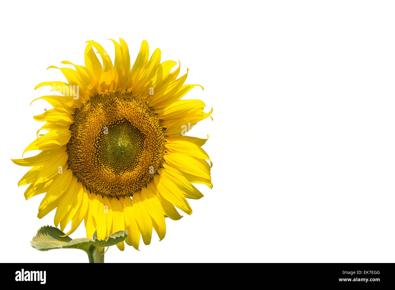 Sunflower field sunflowers Cut Out Stock Images & Pictures - Alamy