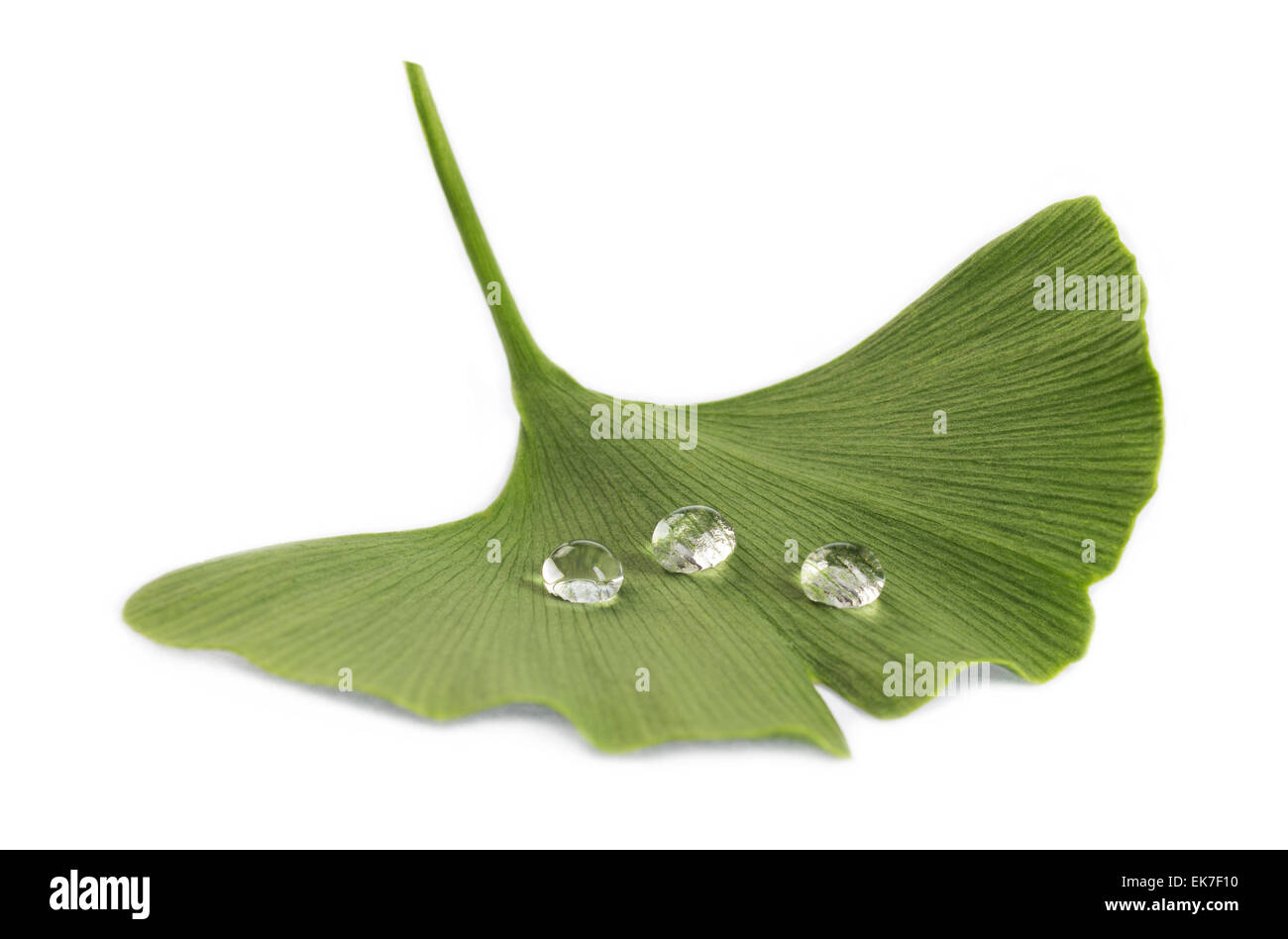 Ginko leaf drop hi-res stock photography and images - Alamy