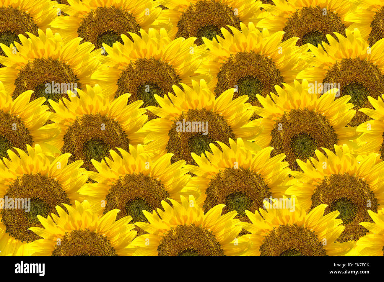 Pattern of Sunflower for background Stock Photo - Alamy