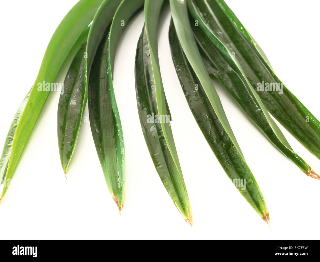 Pandan leaves hi-res stock photography and images - Alamy