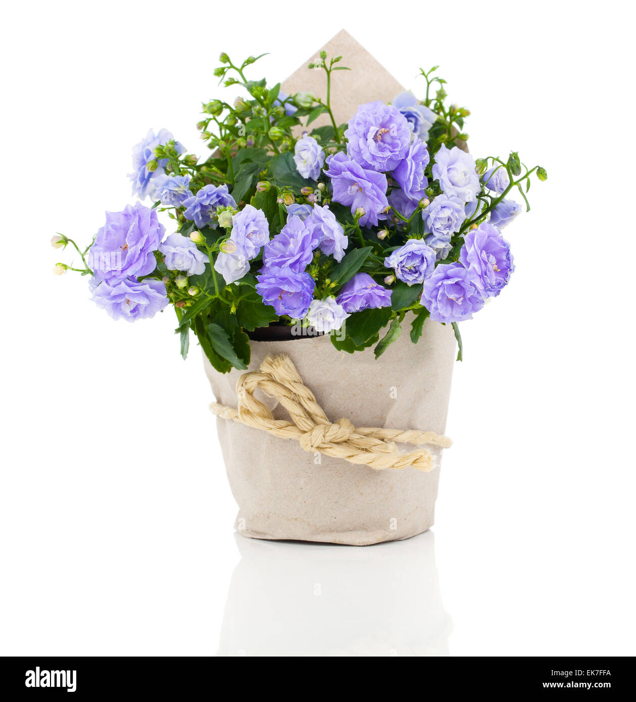 Terry flower hi-res stock photography and images - Alamy