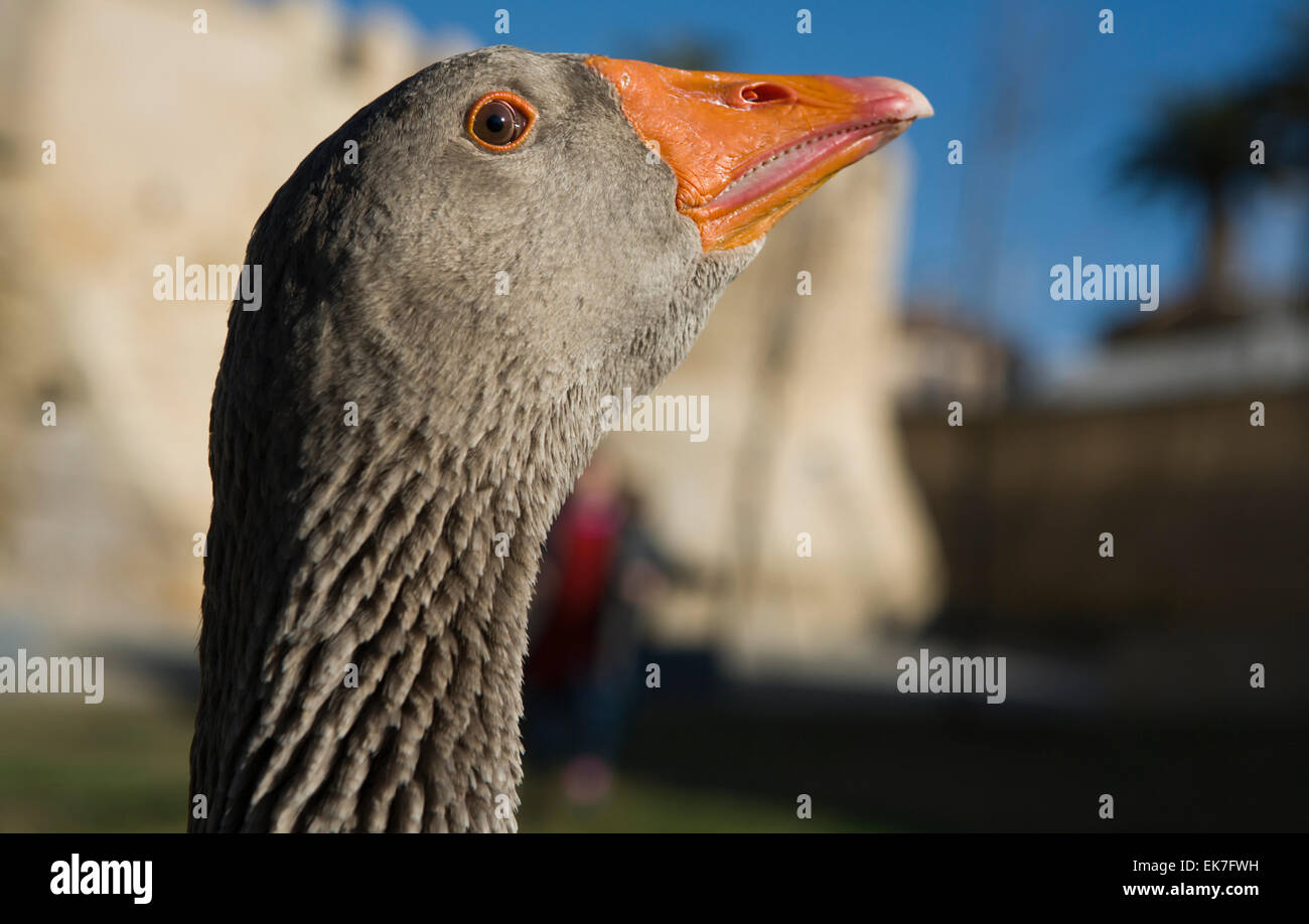 Funny goose hi-res stock photography and images - Alamy