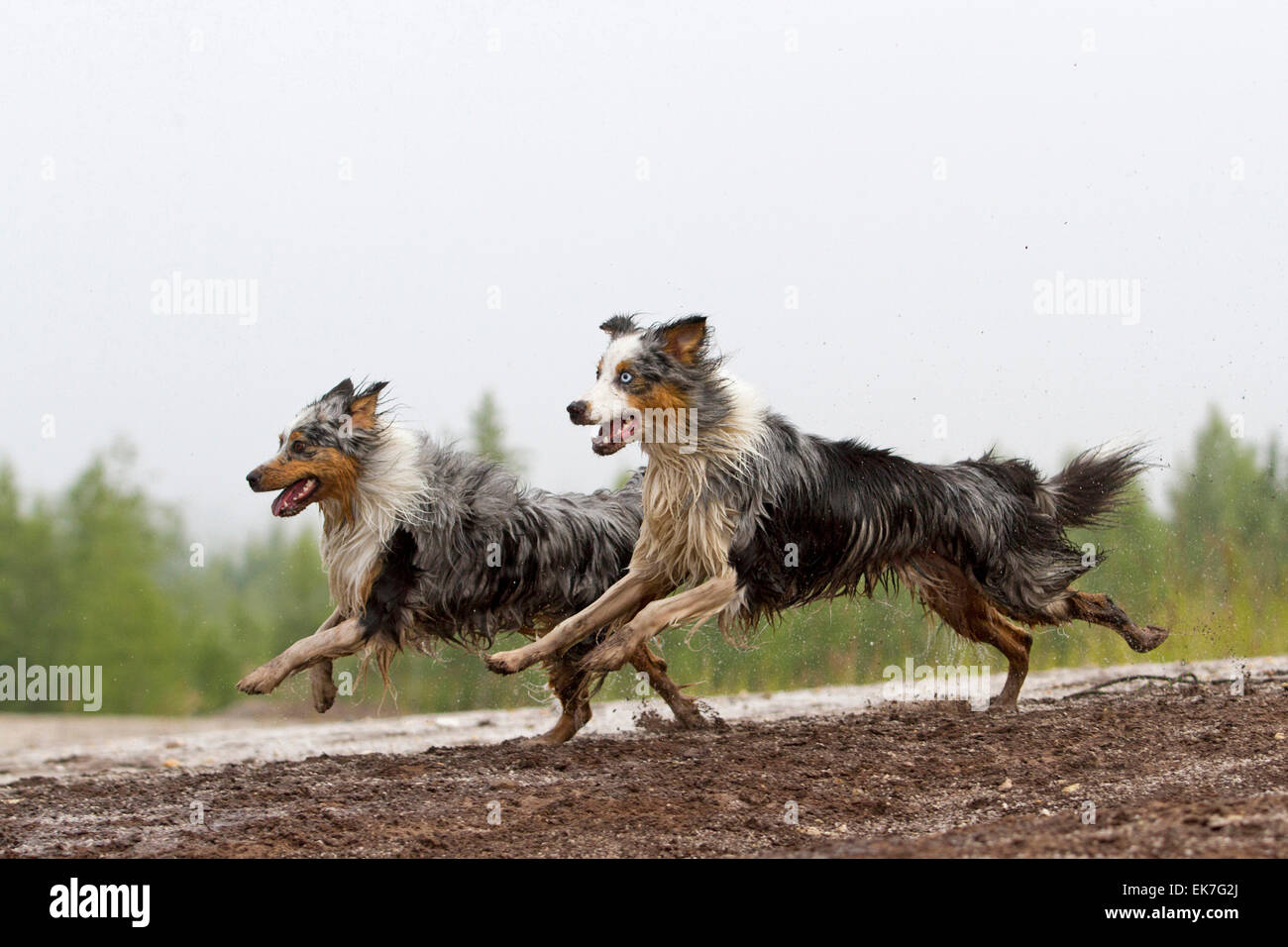 Running to ground hi-res stock photography and images - Alamy