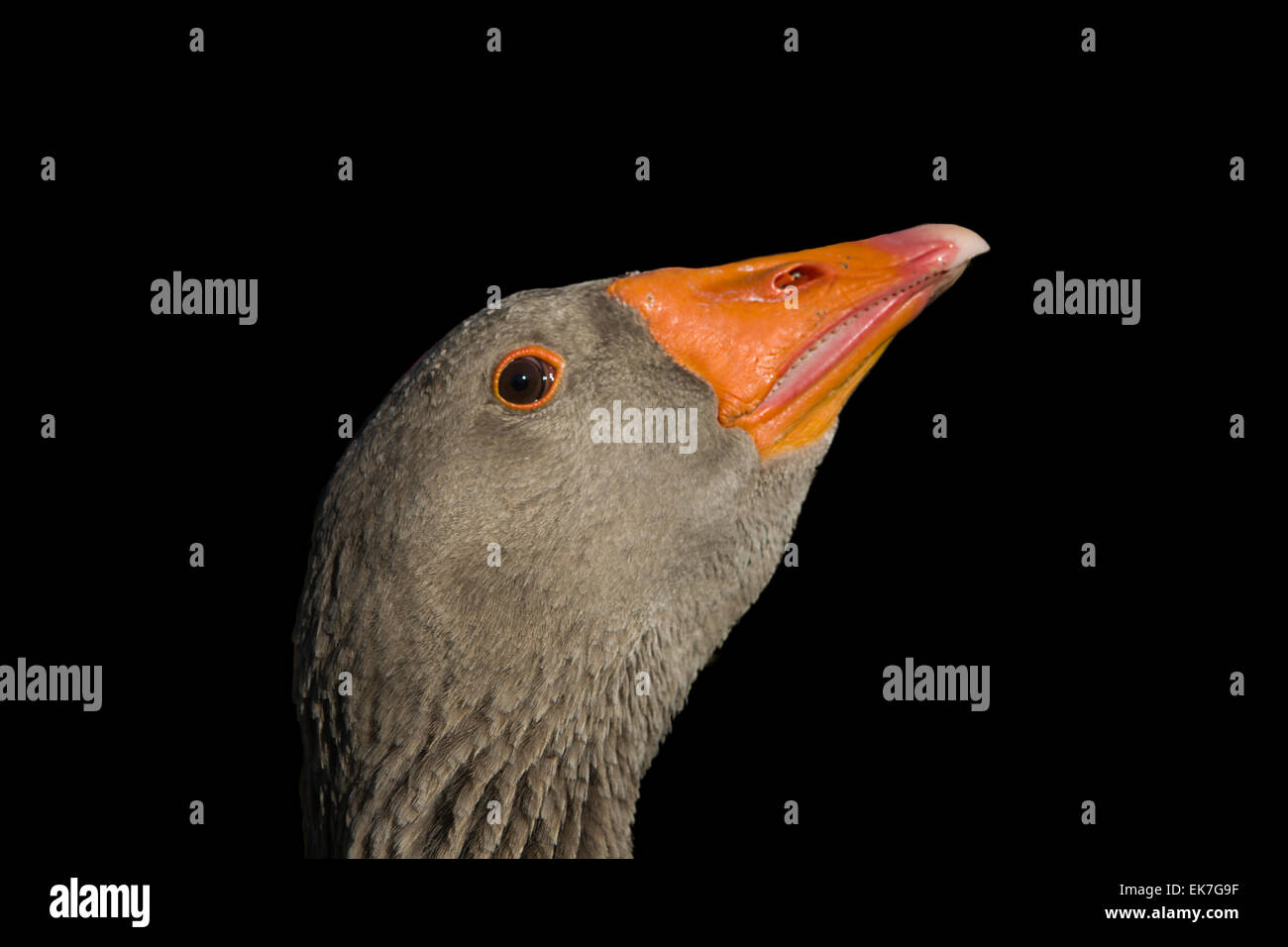 Funny goose with look of sly rogue is looking at camera. Beautiful ...