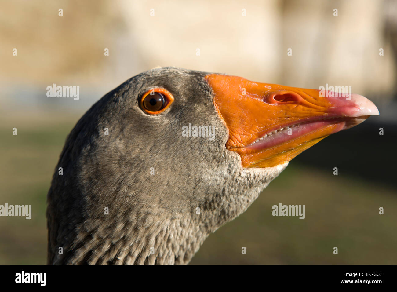 Funny goose hi-res stock photography and images - Alamy