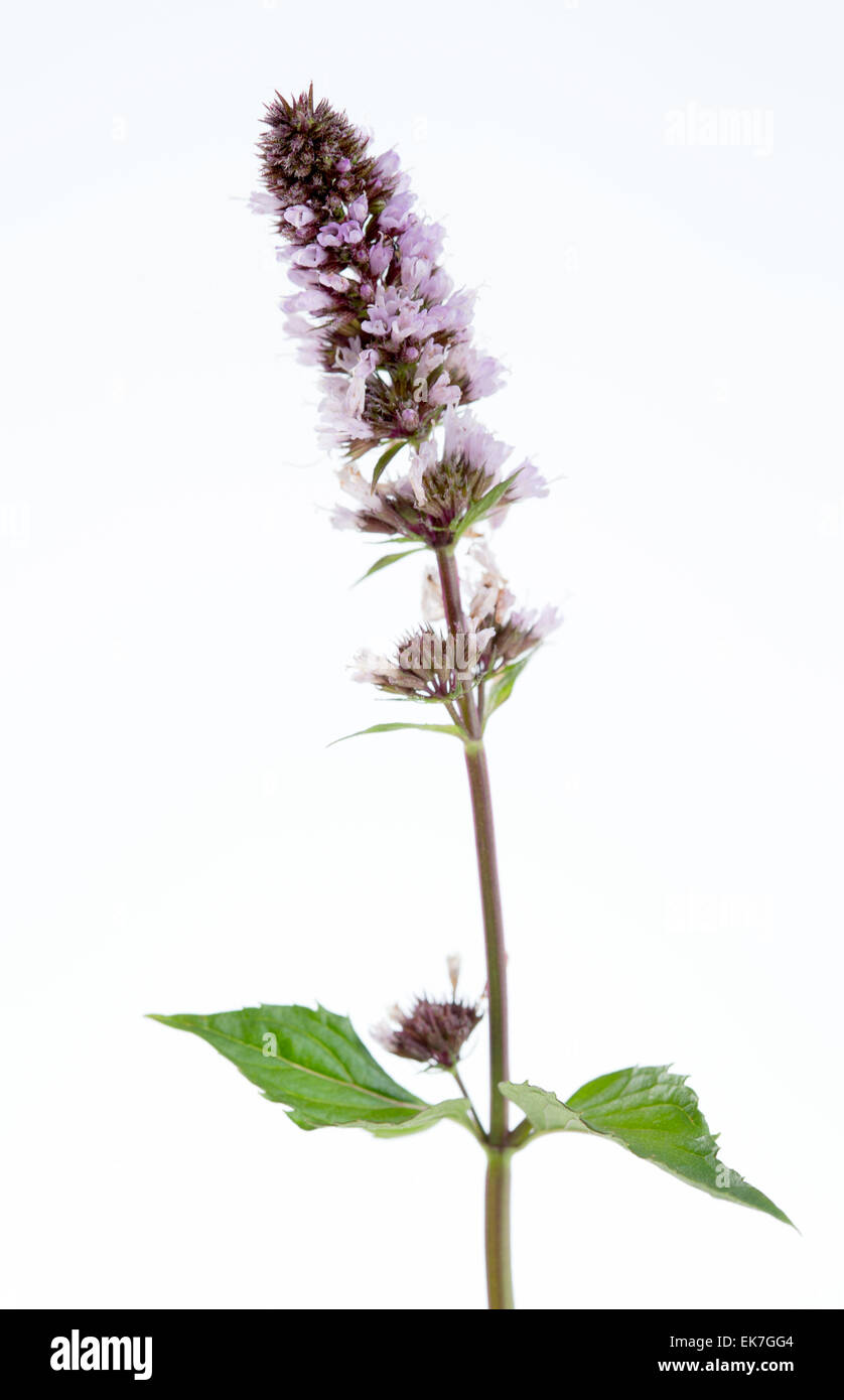 Peppermint mint plant Stock Photo - Alamy