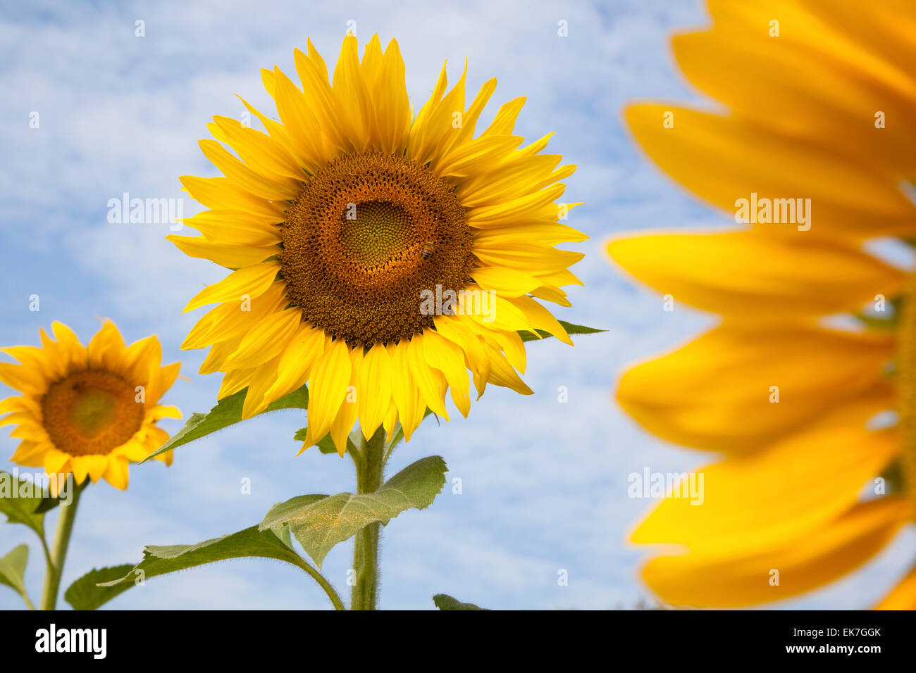 High definition beautiful yellow Sun flower with bee Stock Photo - Alamy