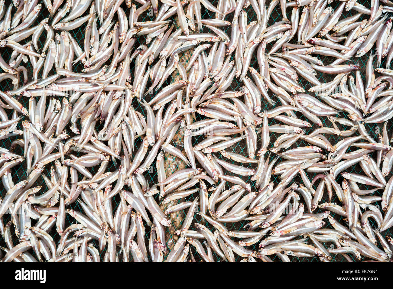 Planty of little anchovy fish drying on open air Stock Photo - Alamy