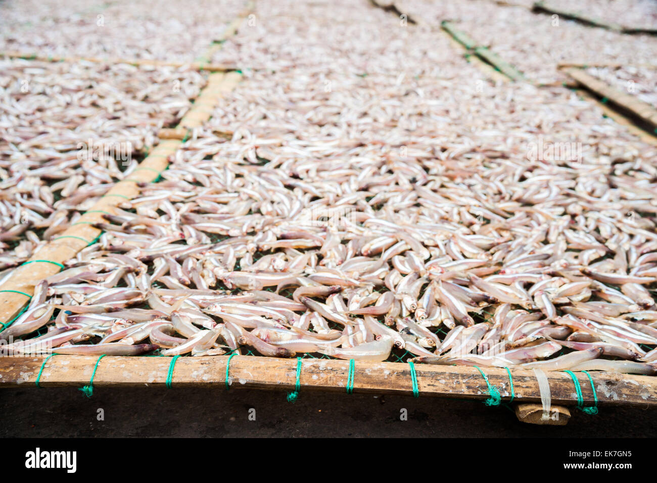Planty of little anchovy fish drying on open air Stock Photo - Alamy