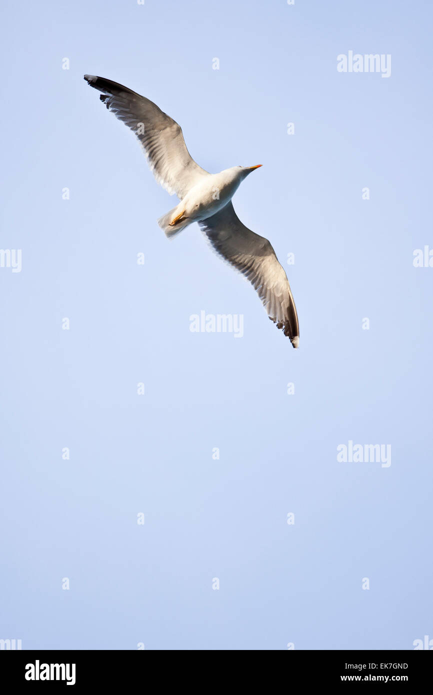 Leader by sea hi-res stock photography and images - Alamy