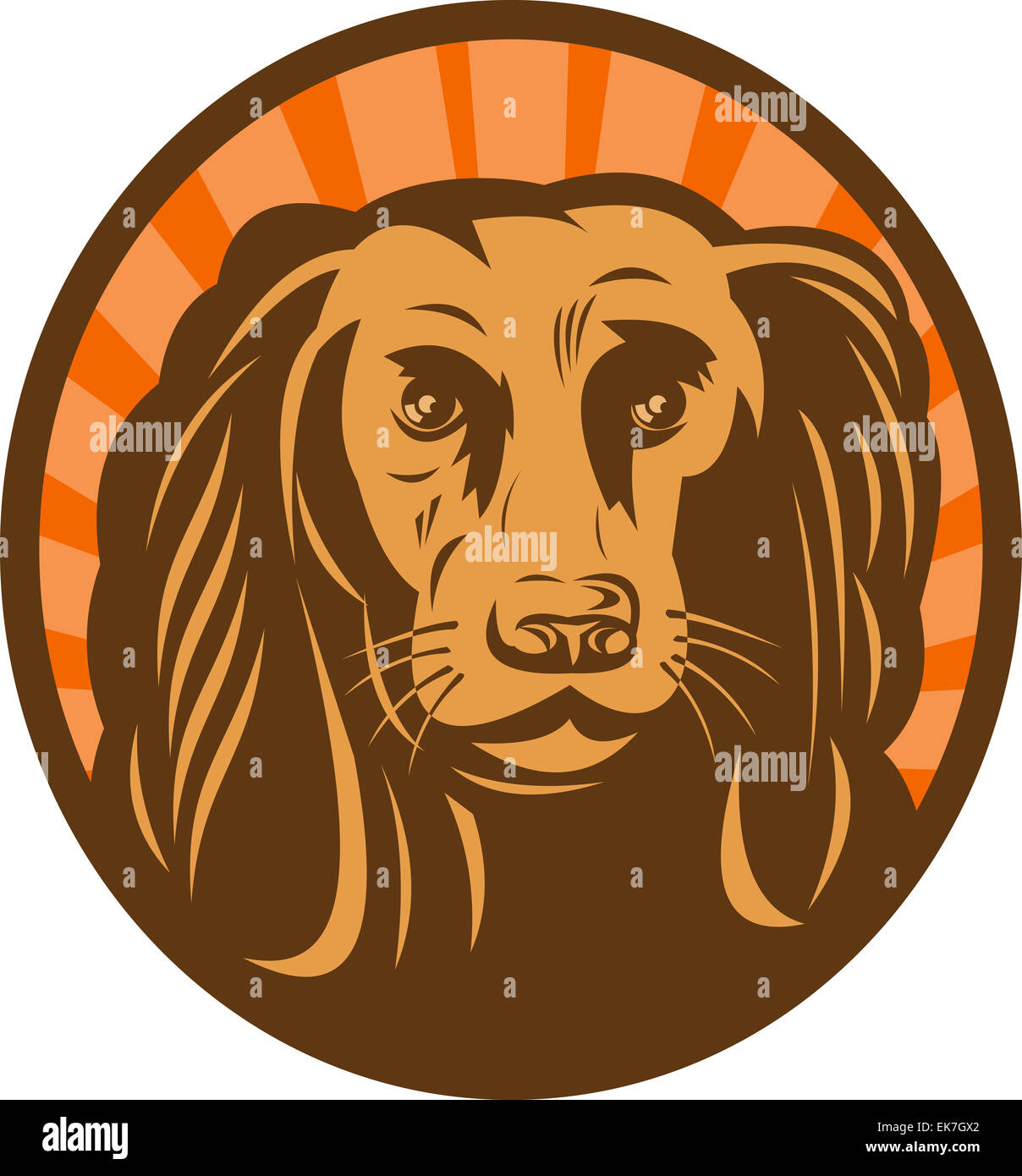 Cocker spaniel head front view with sunburst Stock Photo - Alamy