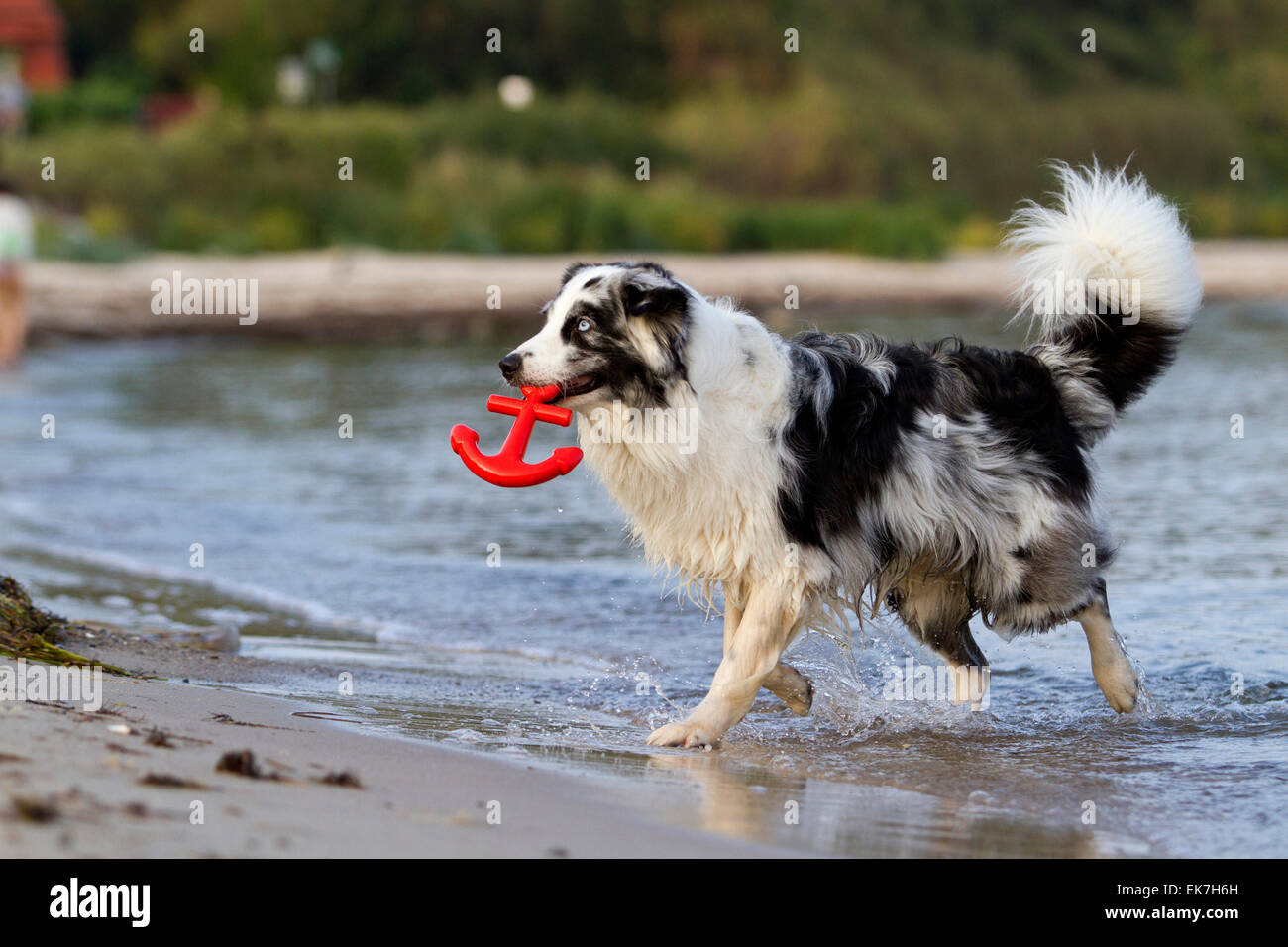 Australian Shepherd fetching red toy the shape of an anchor Germany ...