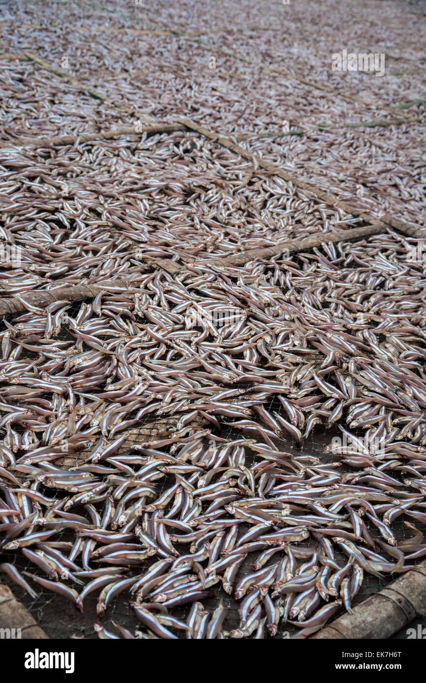 Planty of little anchovy fish drying on open air Stock Photo - Alamy
