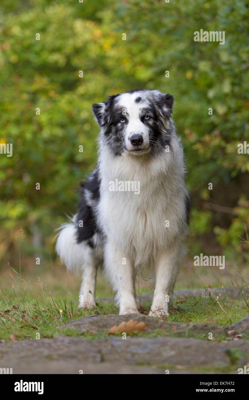 Australian Shepherd Adult dog standing grass trees background Germany ...