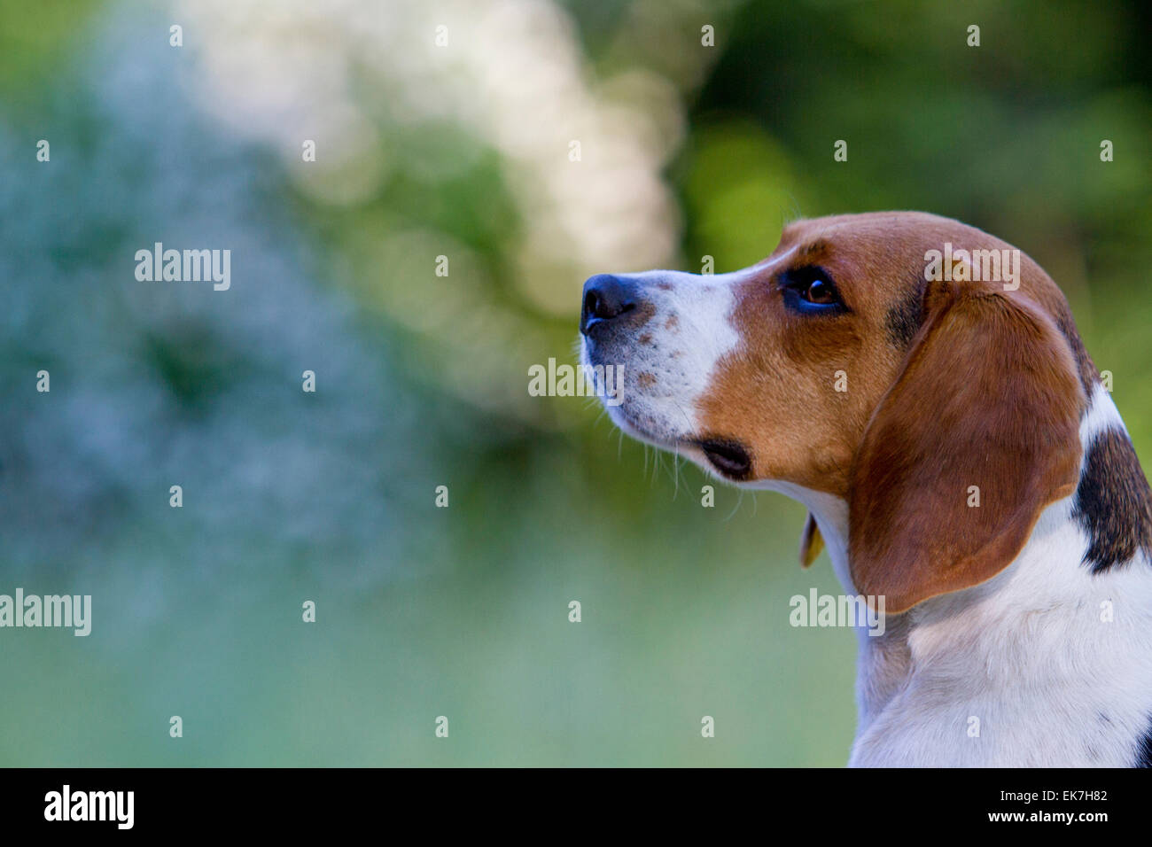Dog head side on hi-res stock photography and images - Alamy