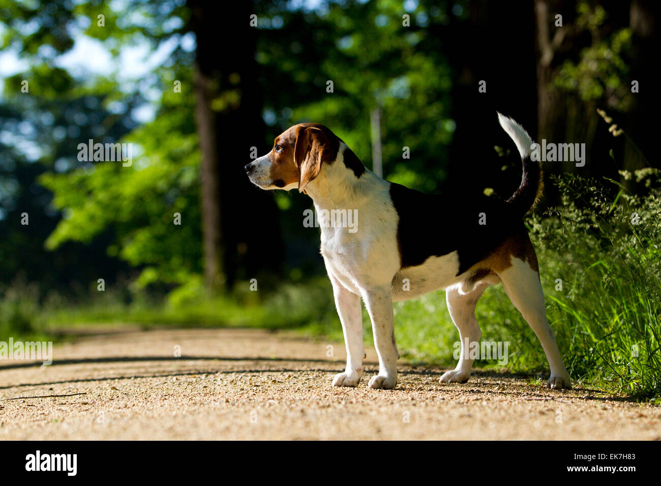 Beagle Adult dog standing path Germany Stock Photo - Alamy