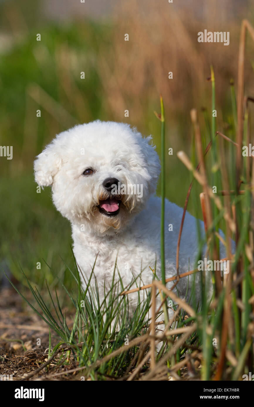 Dog bichon frise adult sitting hi-res stock photography and images - Alamy