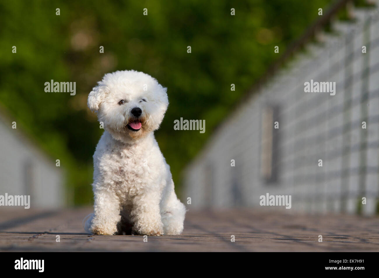 Bichon Frise Adult dog sitting path Germany Stock Photo - Alamy