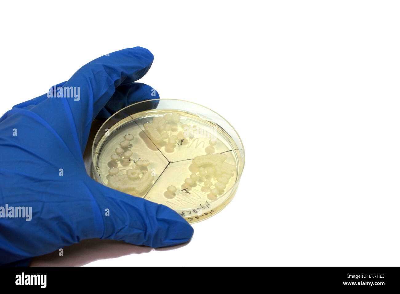 Microbiology Plate High Resolution Stock Photography and Images - Alamy