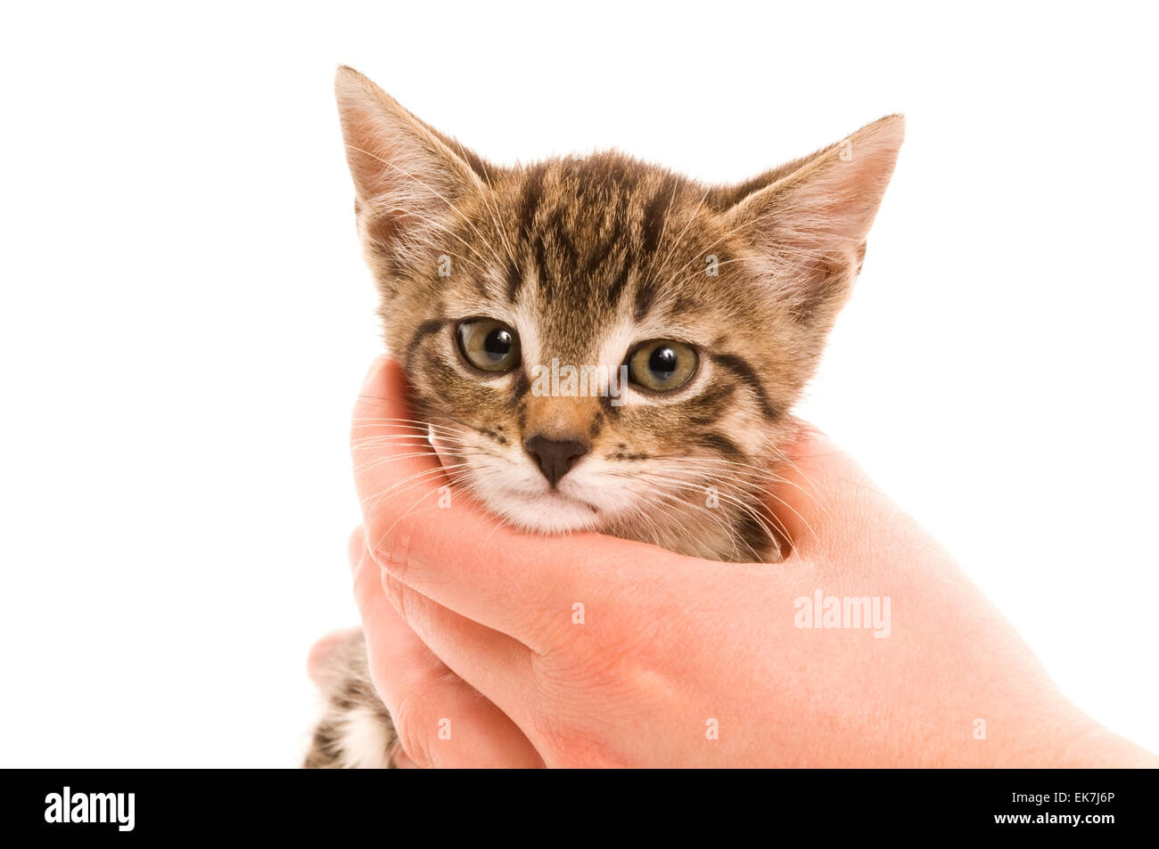 Adorable young cat in woman's hand Stock Photo - Alamy
