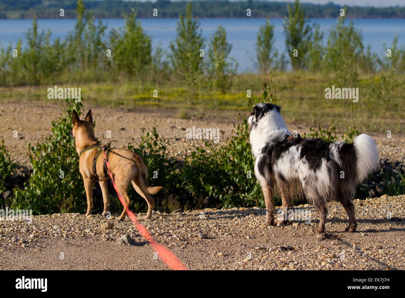 Australian Shepherd and mixed-breed dog watching fleeing wild rabbits ...