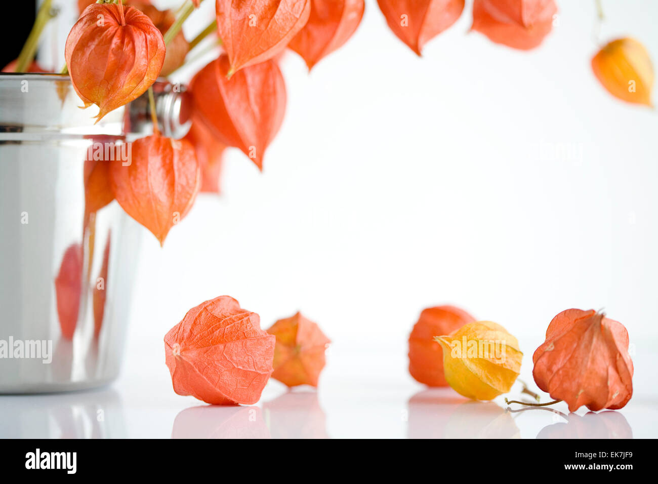 Orange Japanese lantern flowers Stock Photo - Alamy